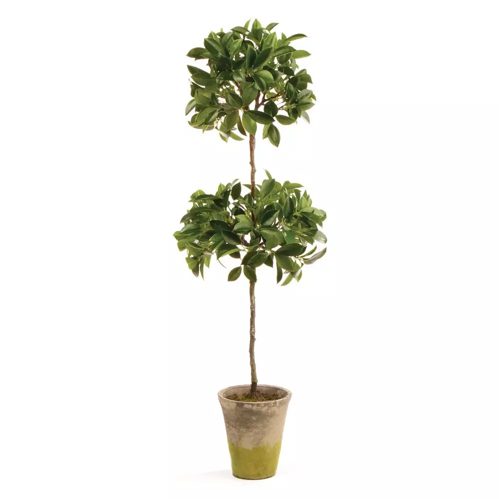 Ficus Topiary In Pot 31"