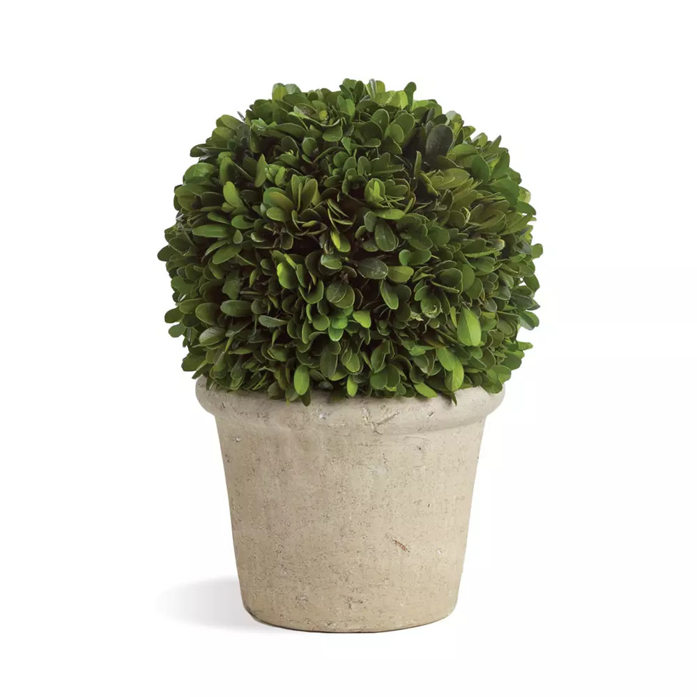 Boxwood Ball In Pot | Scout & Nimble