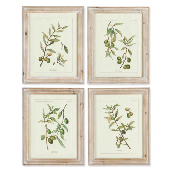 Framed Olive Leaf Botanical Prints, Set Of 4 | Scout & Nimble