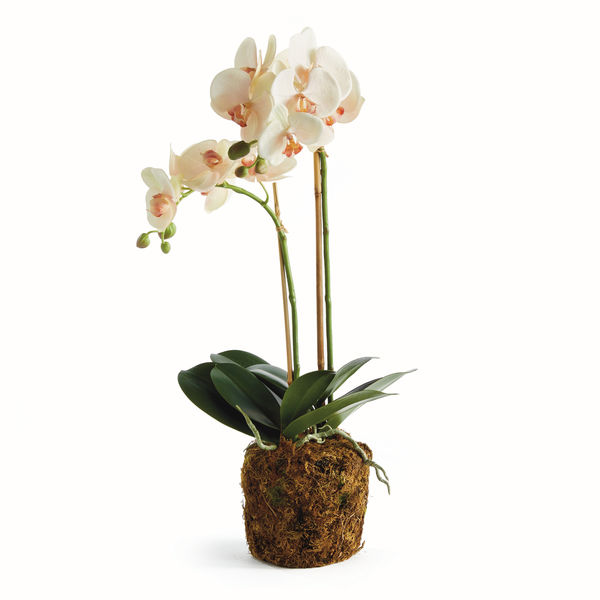 Phalaenopsis Orchid Drop-In 23" | Scout & Nimble