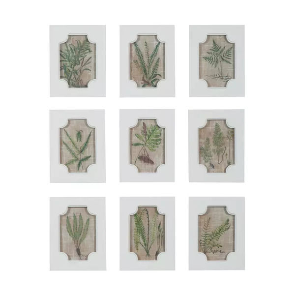 Fern Studies I | Scout & Nimble