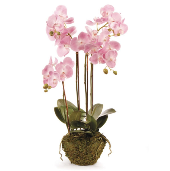 Phalaenopsis Orchid Drop-In 44" | Scout & Nimble