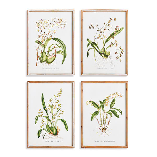 Orchid Assortment Study, Set Of 4 | Scout & Nimble