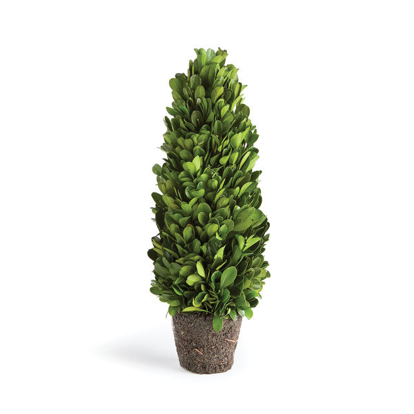 Boxwood Cone Topiary Drop-in | Scout & Nimble