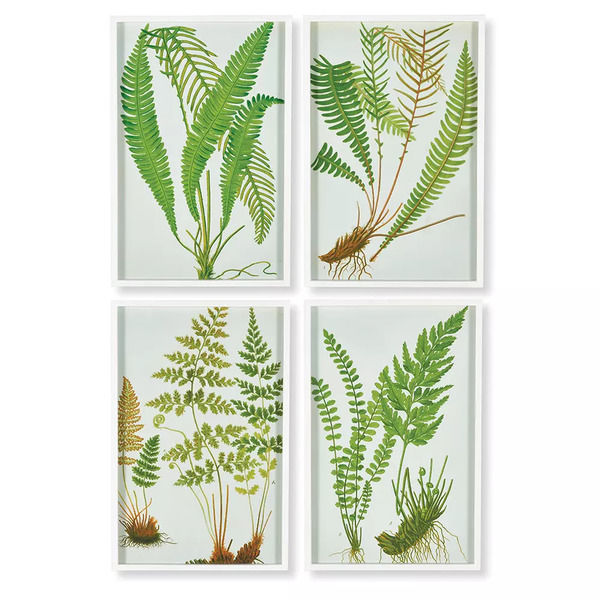 Fern Botanical Study, Set Of 4 | Scout & Nimble